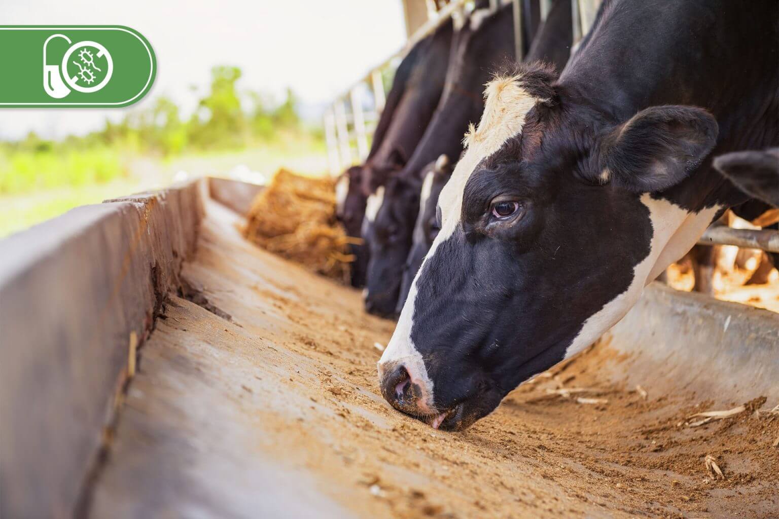 Definizione degli spazi per il benessere dei bovini in stalla | EURO ...